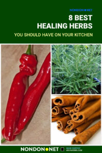 8 Best Healing Herbs you should have on your Kitchen ~ NONDON